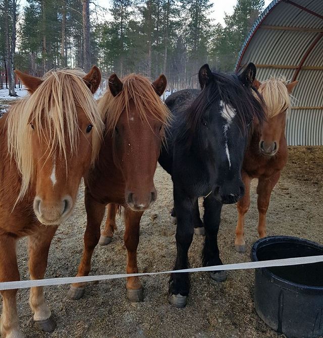 Nordlandshest/lynghest - NASJONALT SENTER FOR NORDLANDSHEST /LYNGSHEST AS